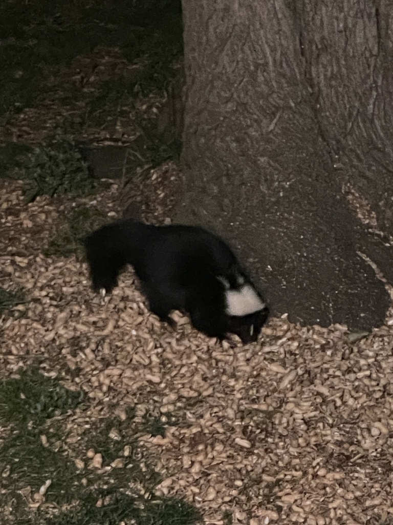 Striped Skunk from Guilford Ave, Chambersburg, PA, US on September 11 ...