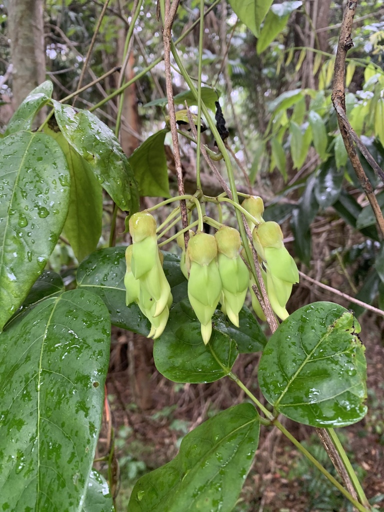 Burny Bean from Mullumbimby, NSW, AU on October 9, 2024 at 09:15 AM by ...