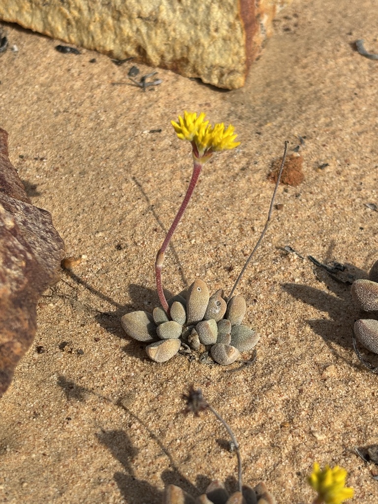 Crassula namaquensis lutea from Cederberg Rural, Citrusdal, WC, ZA on ...