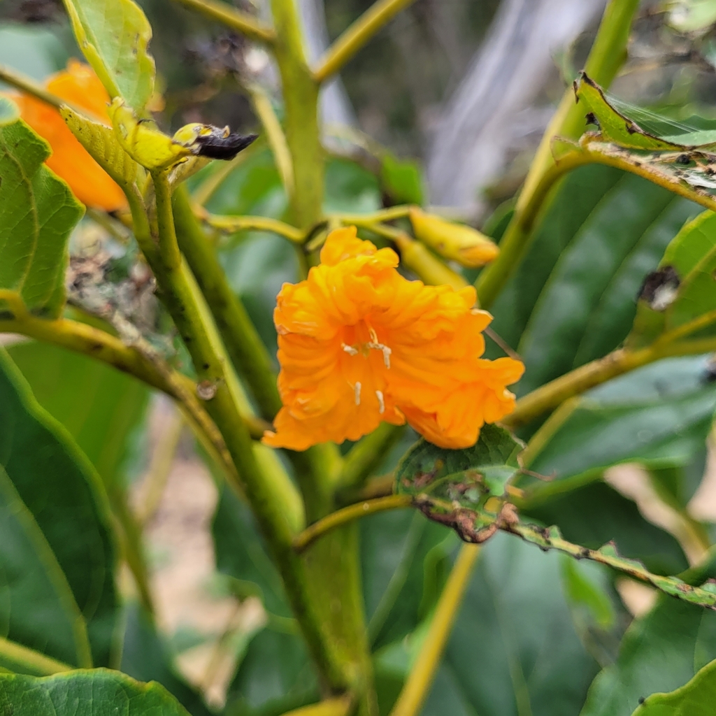 Kerosene Tree from Horseshoe Bay QLD 4819, Australia on October 2, 2024 ...