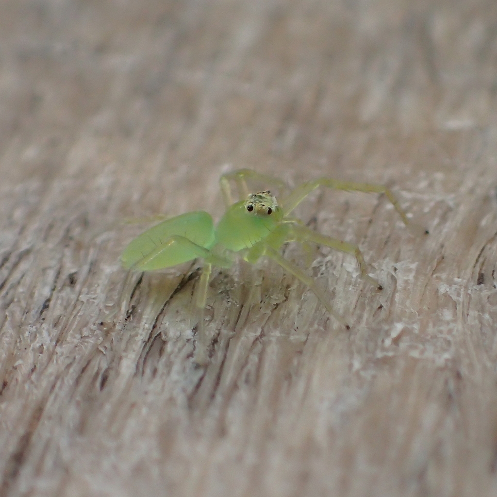 Magnolia Green Jumping Spider from Tuscaloosa, AL, USA on September 28 ...