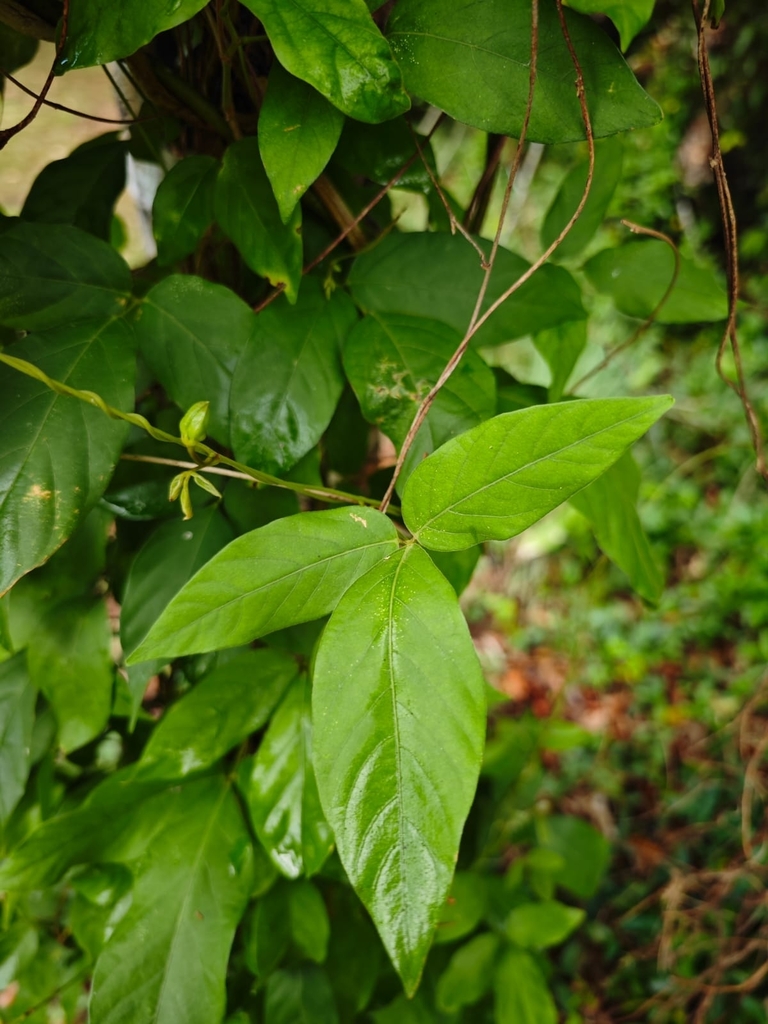 Burny Bean from Sippy Downs on October 9, 2024 at 02:36 PM by Connor O ...