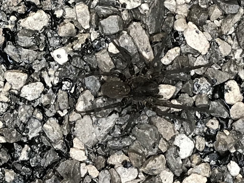 Typical Spiders from 246–250 Old Hospital Rd, Saint Charles, KY, US on ...