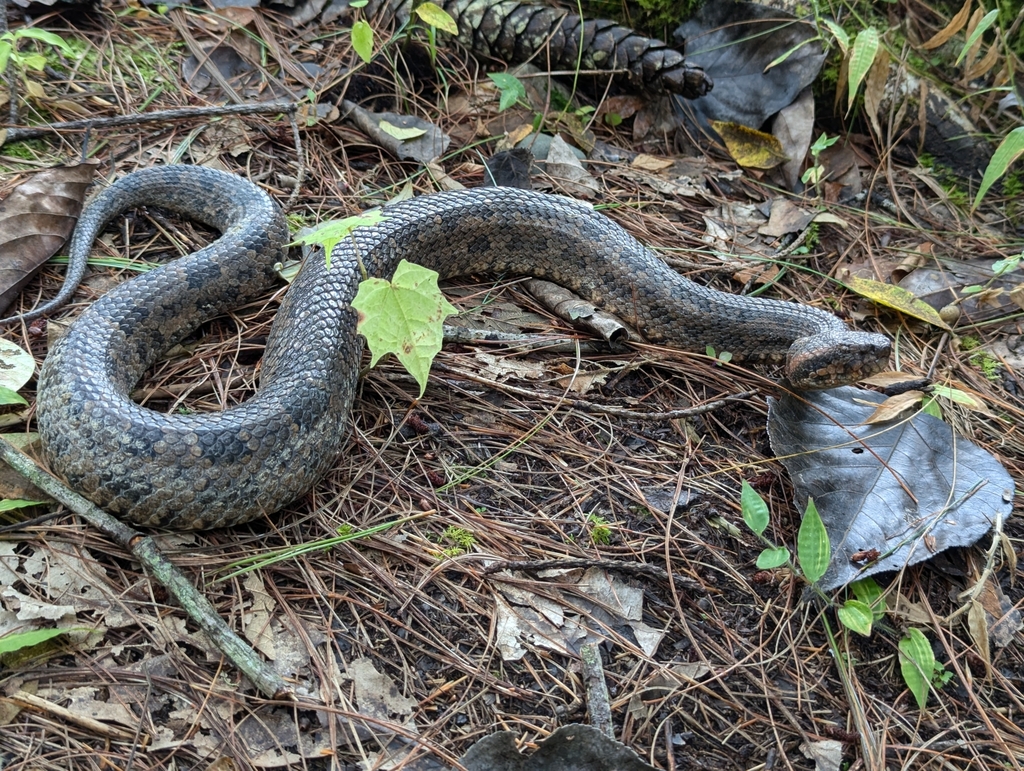 Chinese Mountain Pit Viper from Thungri 790003 on October 6, 2024 at 03 ...