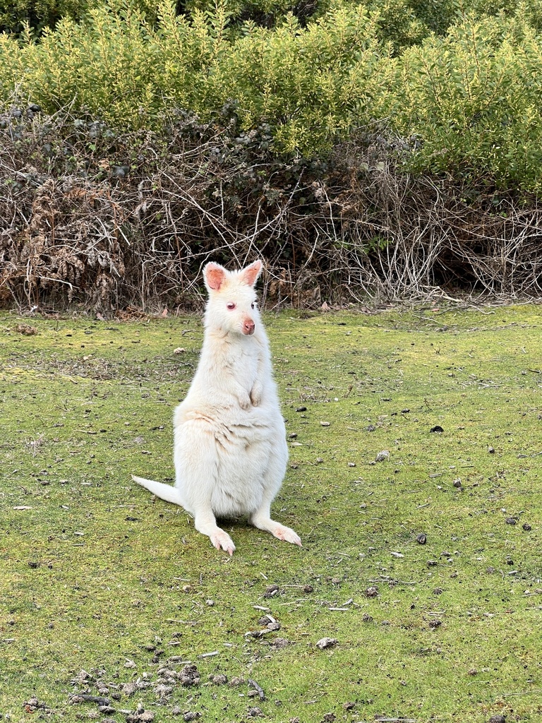 Bennett's Wallaby from Bruny Island, Adventure Bay, TAS, AU on ...