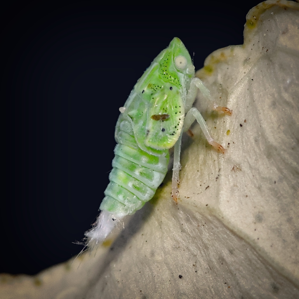 Torpedo Bug from Melbourne VIC, Australia on October 9, 2024 at 04:28 ...