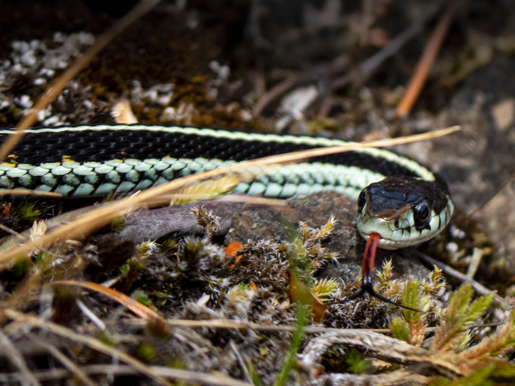 Blue Axanthic Plains Garter Snake