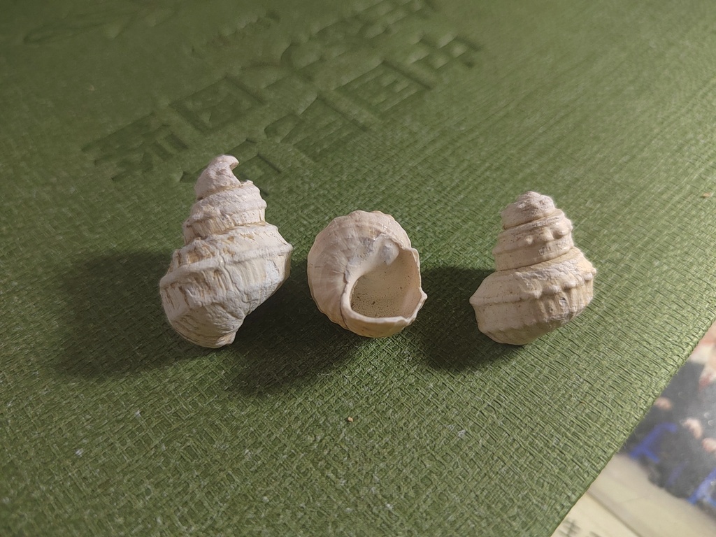 Margarya melanioides in August 2024 by 张镇东 · iNaturalist