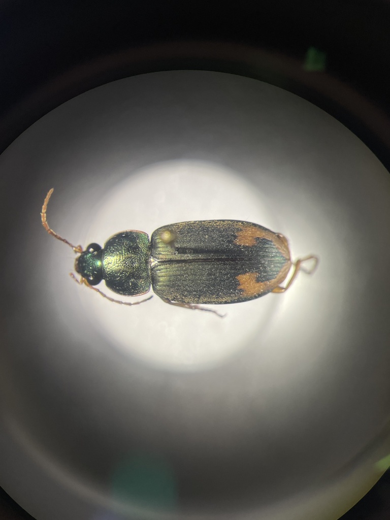 Chlaenius hamifer from Macbarry Pl, Rocklea, QLD, AU on October 9, 2024 ...