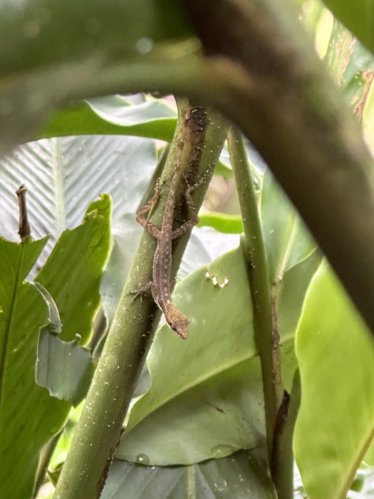 Border Anole from San Carlos, Alajuela, CR on March 28, 2024 at 01:39 ...