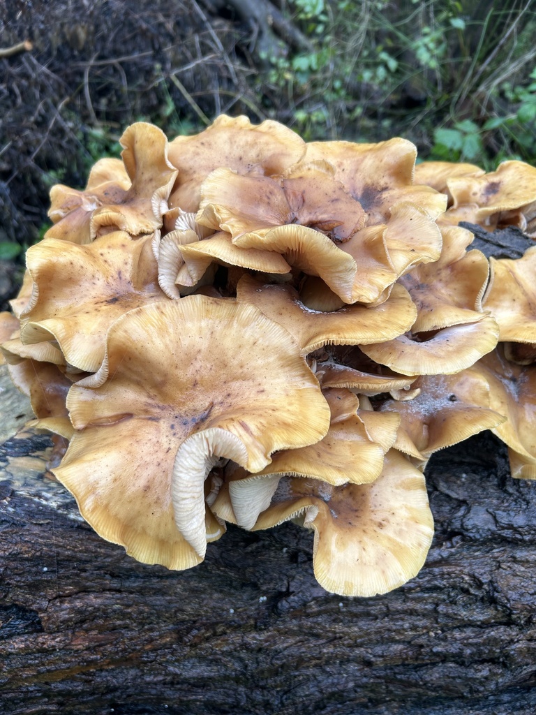 honey mushrooms from Fieldside Place, York, England, GB on October 9 ...