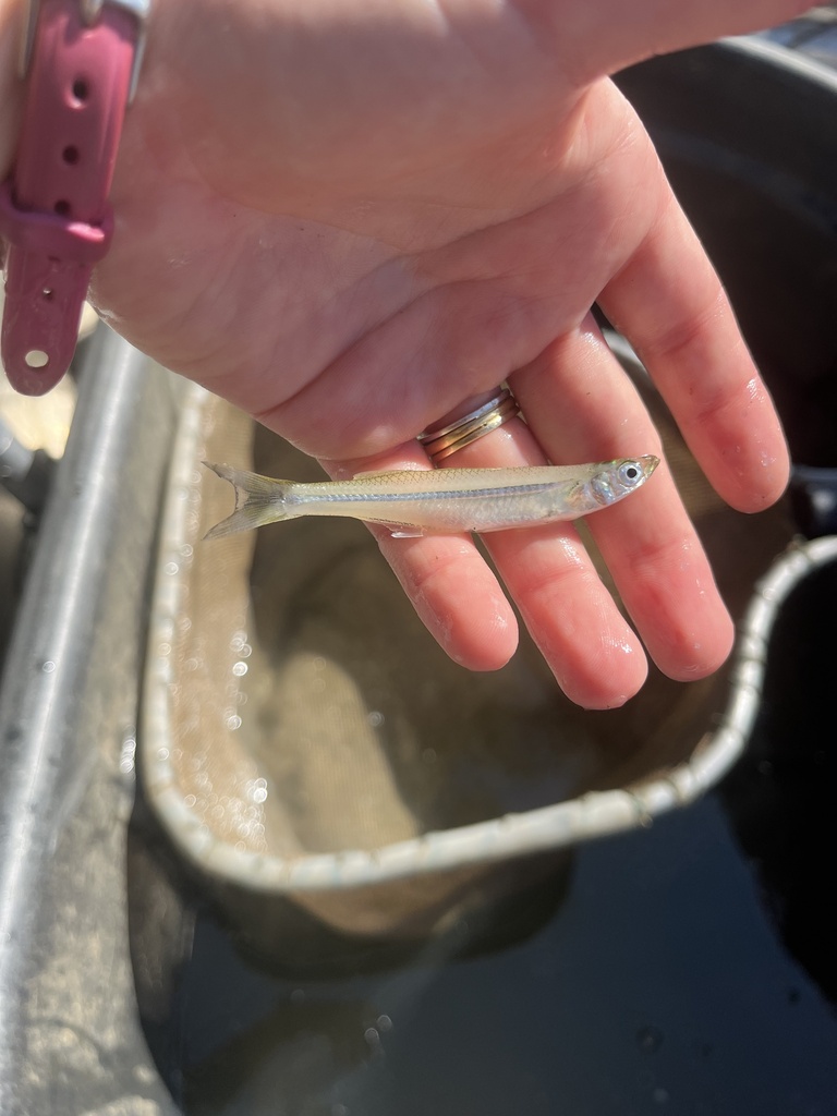 Inland Silverside from Metropolis, IL, US on October 8, 2024 at 12:54 ...