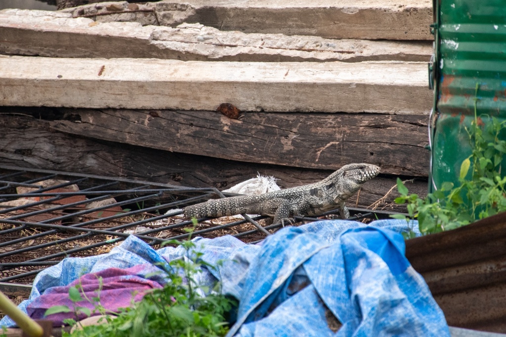 Argentine Black-and-white Tegu from Montero, Departamento de Santa Cruz ...