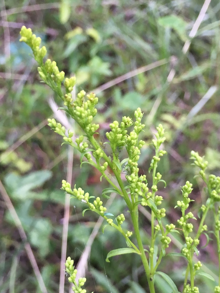 Small's Goldenrod from 551 Hortons Pond Rd, Apex, NC, US on June 30 ...