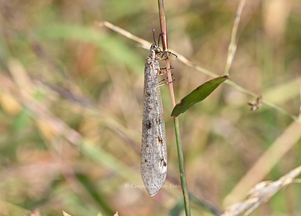 Euroleon coreanus from 牟平区, 烟台市, 山东省, CN on October 9, 2024 at 01:29 PM ...