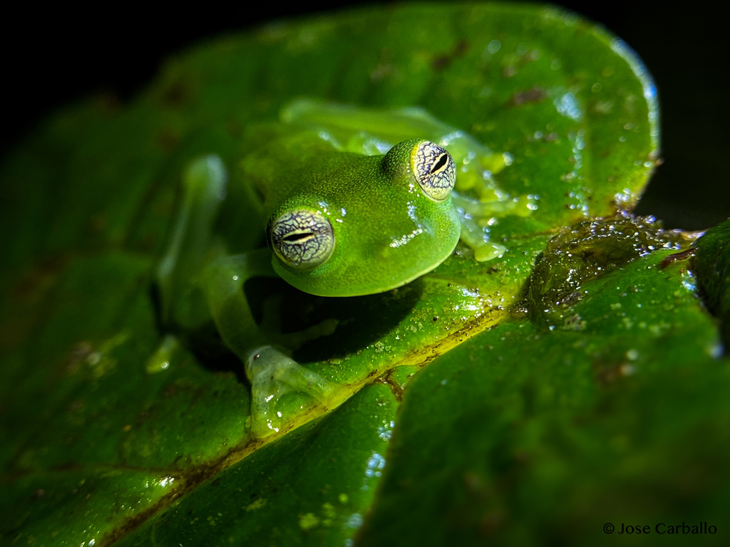 Dwarf Glass Frog from Arenal Volcano National Park, San Carlos ...