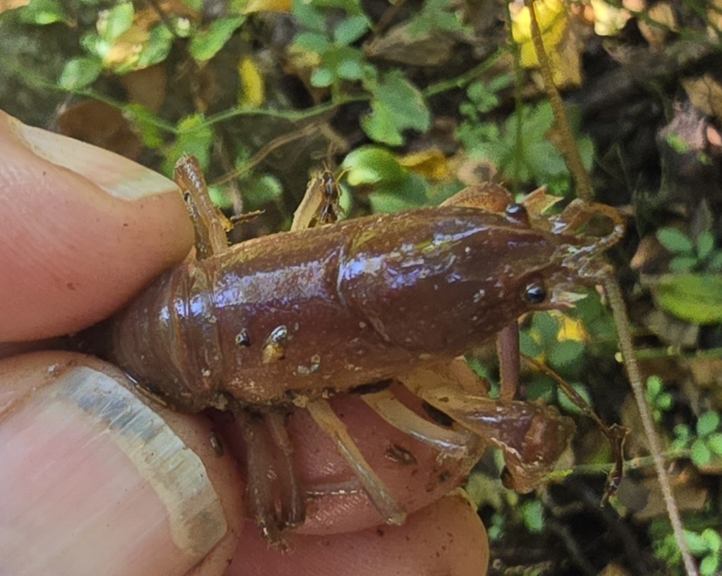 Eastern Crayfish from Pequea, PA 17565, USA on October 8, 2024 at 02:34 ...