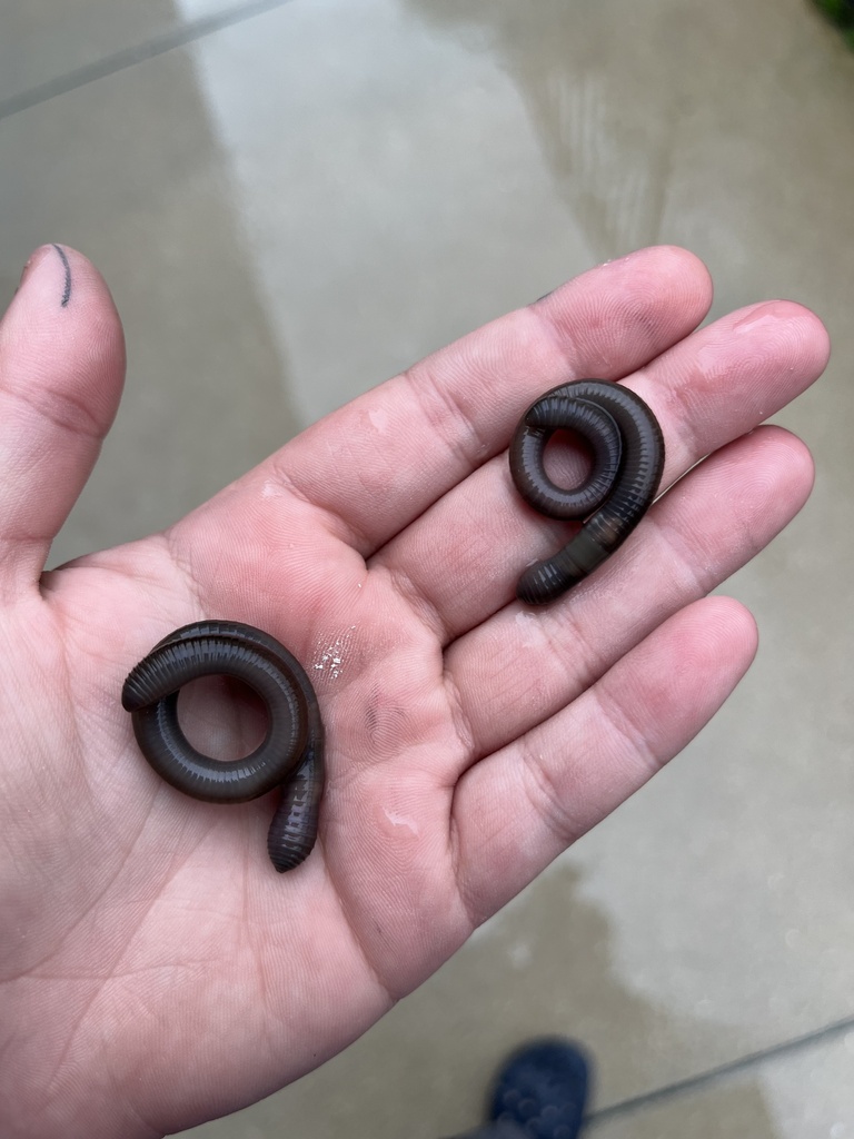 Metaphire posthuma in October 2024 by Neil D. · iNaturalist