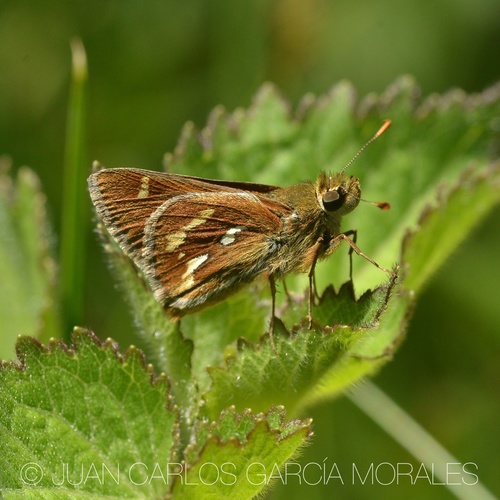 Crazy-spotted Skipper (Paratrytone rhexenor)