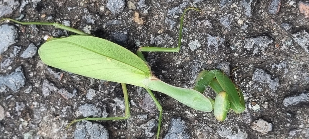 Hierodula chinensis from 137-9 Yumotochaya, Hakone, Ashigarashimo ...