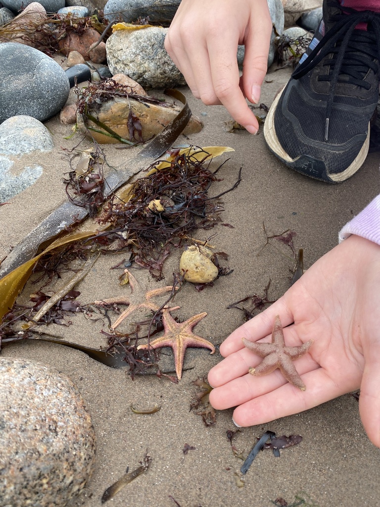 Blood Stars from Chezzetcook Inlet, Halifax, NS, CA on September 17 ...