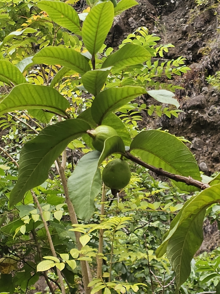 Common guava from Maui County, US-HI, US on October 9, 2024 at 02:47 PM ...