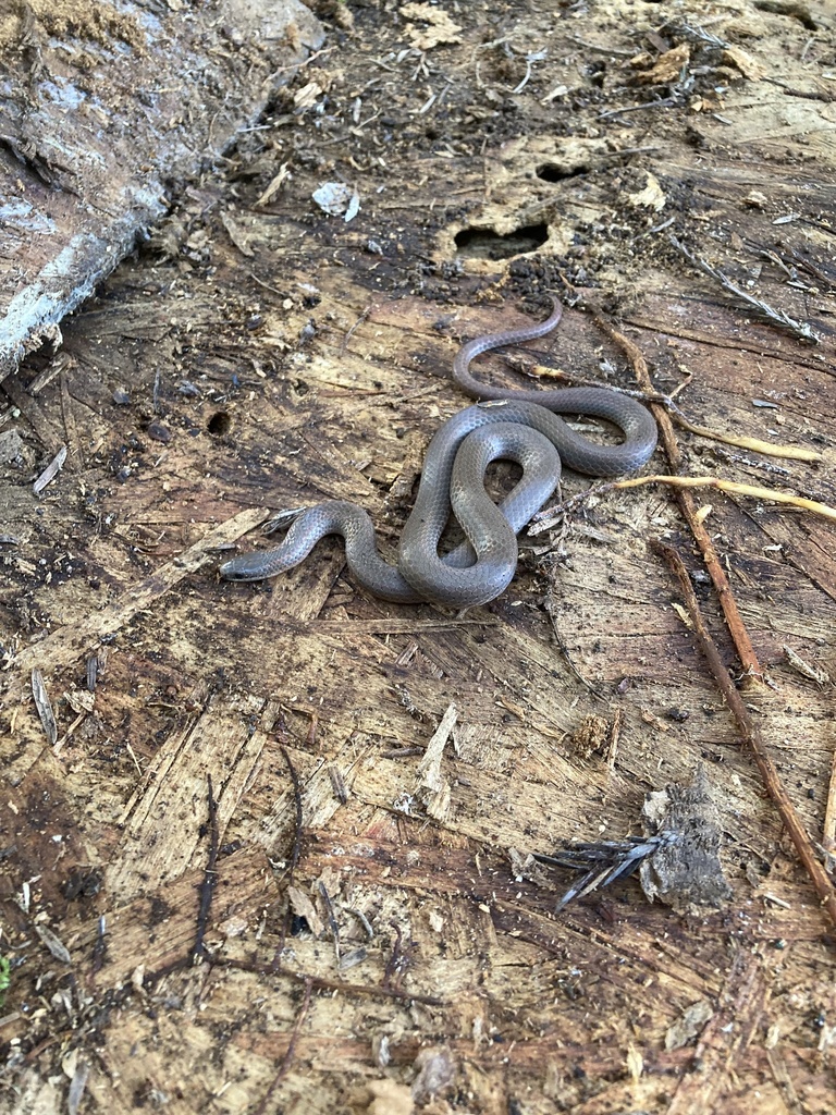 Forest Sharp-tailed Snake from Pescadero Creek Rd, Loma Mar, CA, US on ...