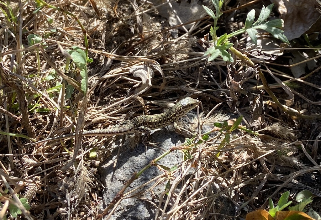 Eremias in October 2024 by zeniazhang · iNaturalist