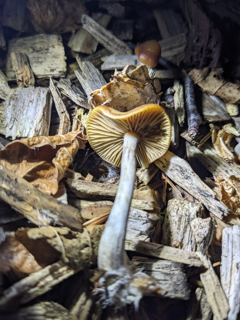 Wavy Cap in October 2024 by wild grasses · iNaturalist
