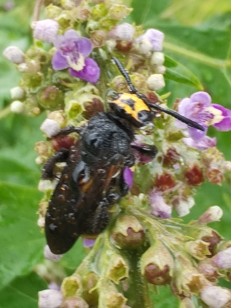 Scolia watanabei from 中国安徽省马鞍山市博望区 on October 7, 2024 at 11:18 AM by ...
