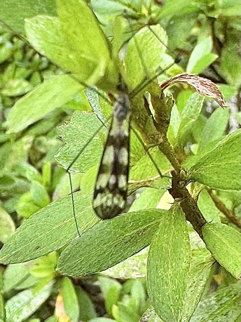 Winged and Once-winged Insects from Honshu, Nagara, Chiba, JP on ...