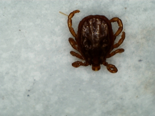 Piják guatemalský (Dermacentor dissimilis)