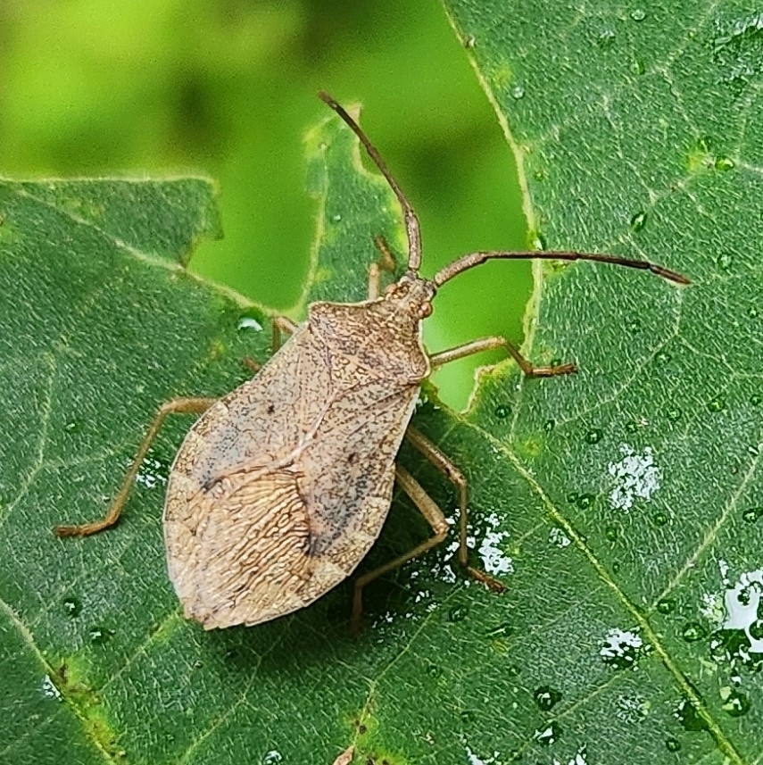 Homoeocerus dilatatus from 1382 Hirao, Yamanochi, Shimotakai District ...