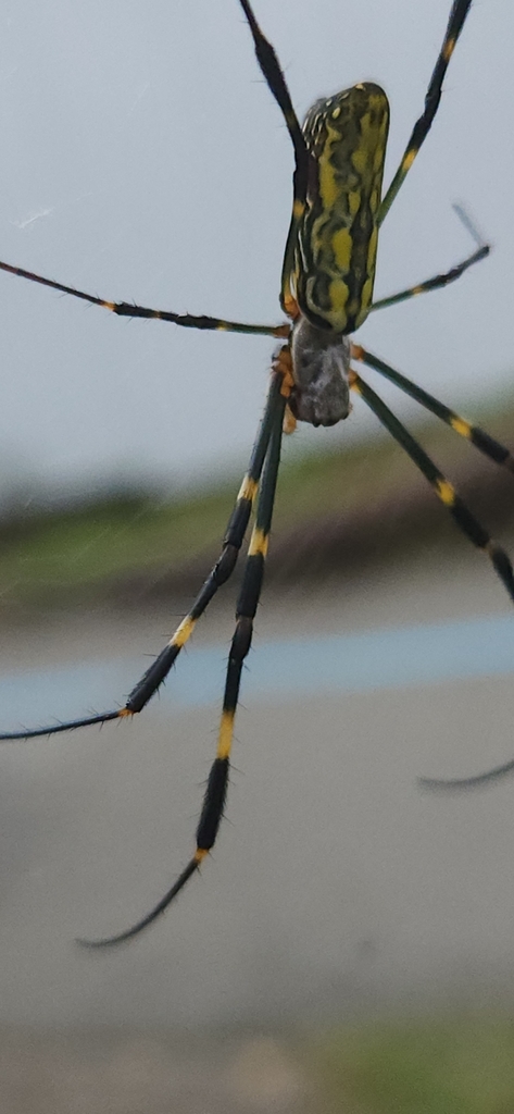 Joro Spider from Shinnishihara, Fujiyoshida, Yamanashi 403-0017, Japan ...