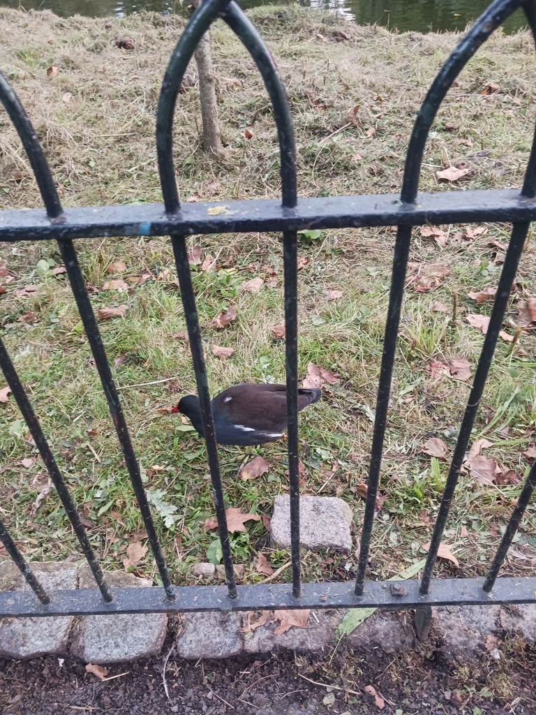 Common Moorhen from Londres SW1A 2BJ, Reino Unido on October 10, 2024 ...