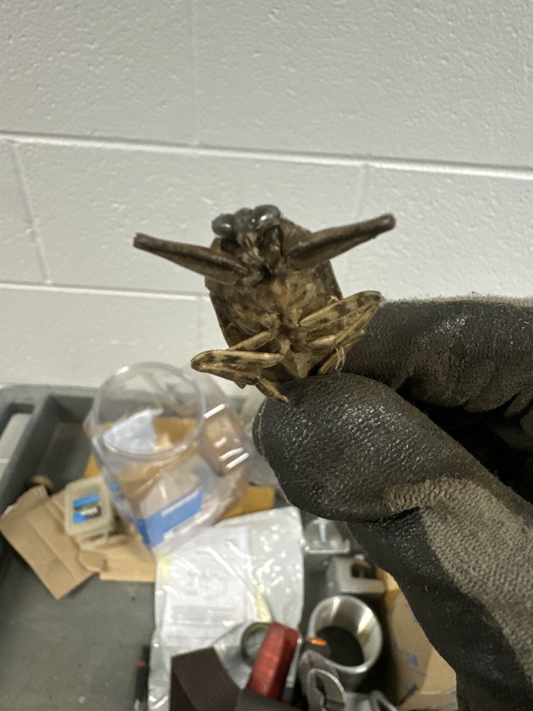 Uhler's Giant Water Bug from Davis Dr, Morrisville, NC, US on October ...