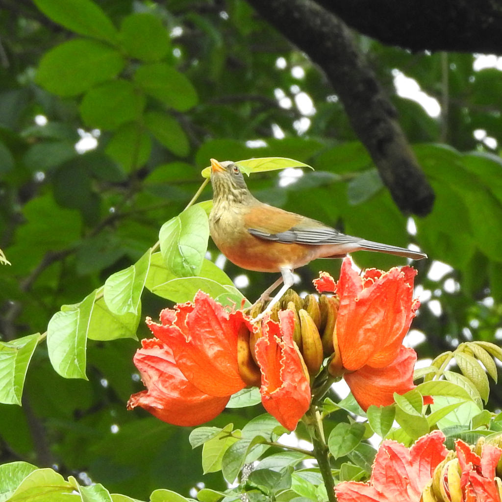 Rufous-backed Robin from Los Fresnos Poniente, Tepic, Nay., México on ...