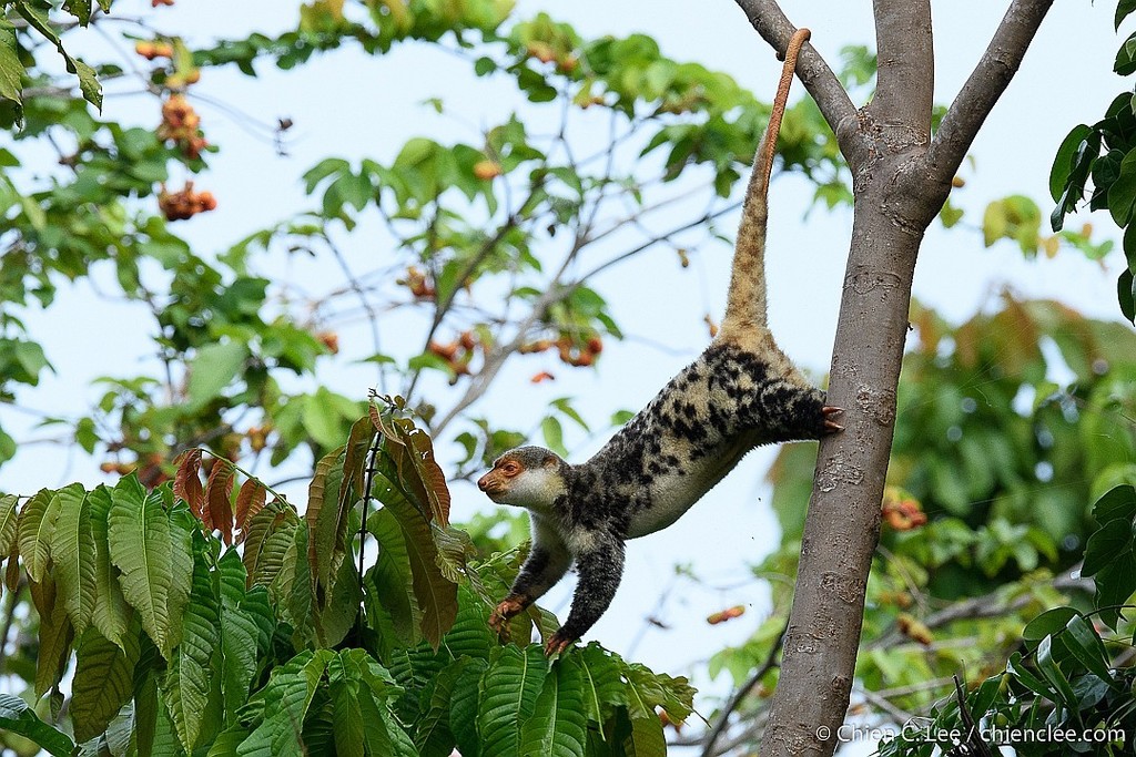 Waigeo Cuscus in July 2016 by Chien Lee. Feeding on leaves of Pometia ...