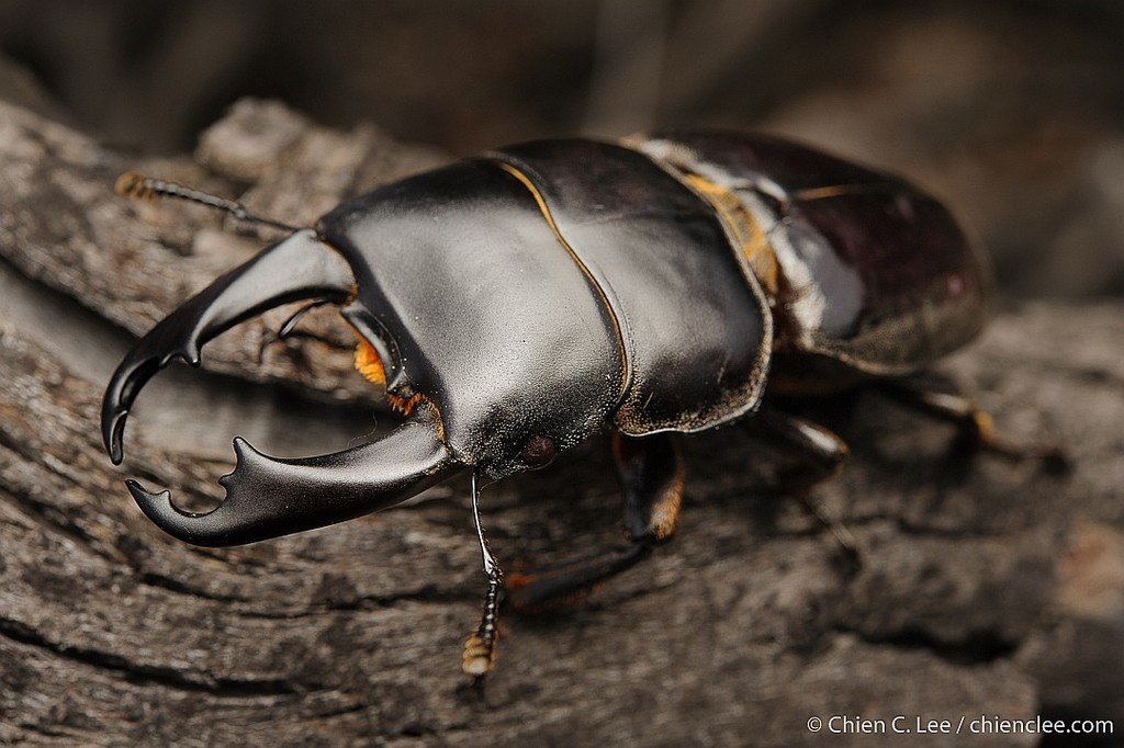 Dorcus reichei from Agam Regency, West Sumatra, Indonesia on June 30 ...