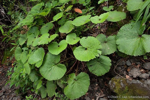 Gunnera macrophylla · iNaturalist