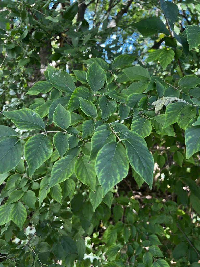Amur honeysuckle from Plymouth Township Park, Plymouth, MI, US on ...