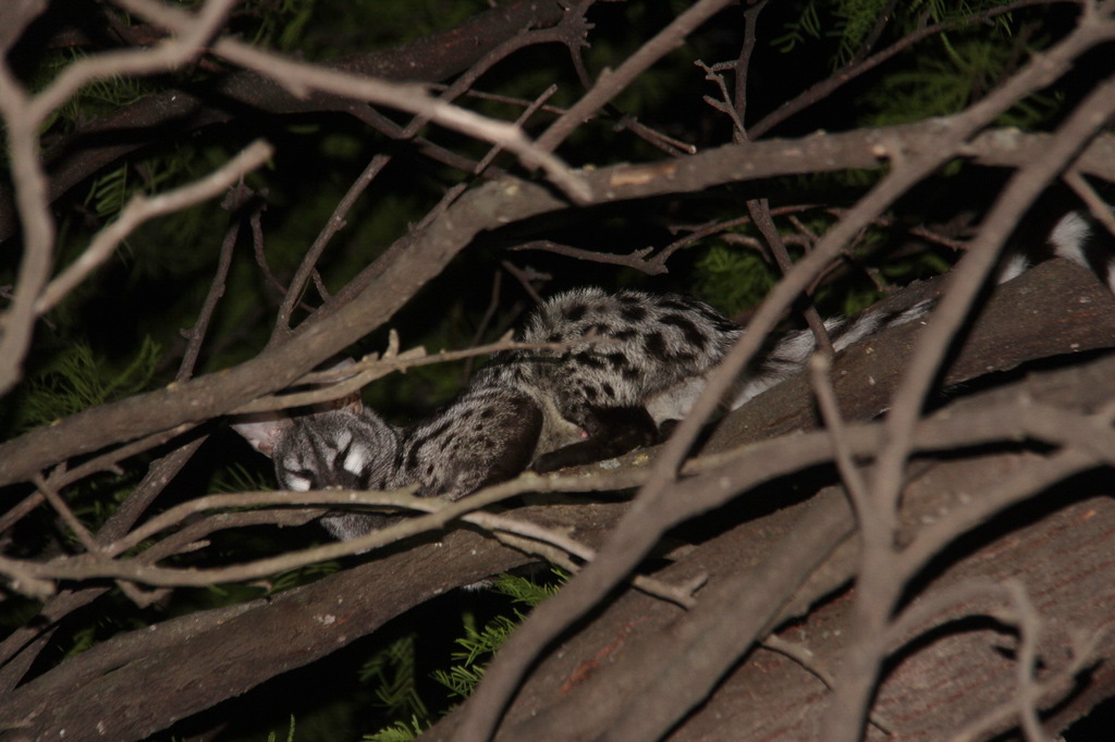 Cape Genet from Calitzdorp, 6660, South Africa on October 7, 2024 at 07 ...