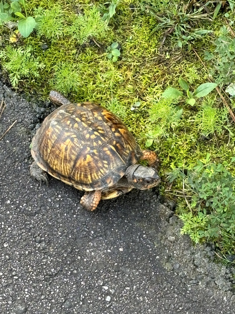 Eastern Box Turtle in October 2024 by Aria Dhupkar · iNaturalist