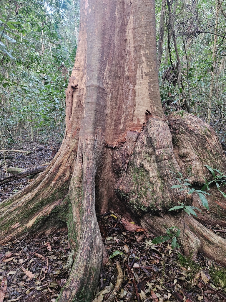 Backhousia subargentea from Maroochy, AU-QL, AU on October 11, 2024 at ...
