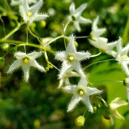Amole (Sicyos guatemalensis) · iNaturalist Mexico