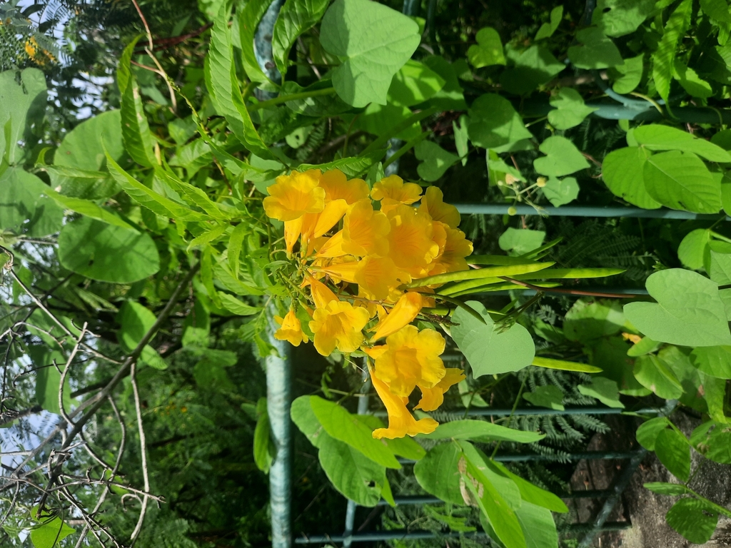 yellow trumpet flower on October 3, 2024 at 03:17 PM by Dave Wagers ...