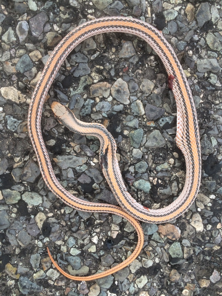 Big Bend Patchnose Snake from Hidalgo County, US-NM, US on July 4, 2019 ...