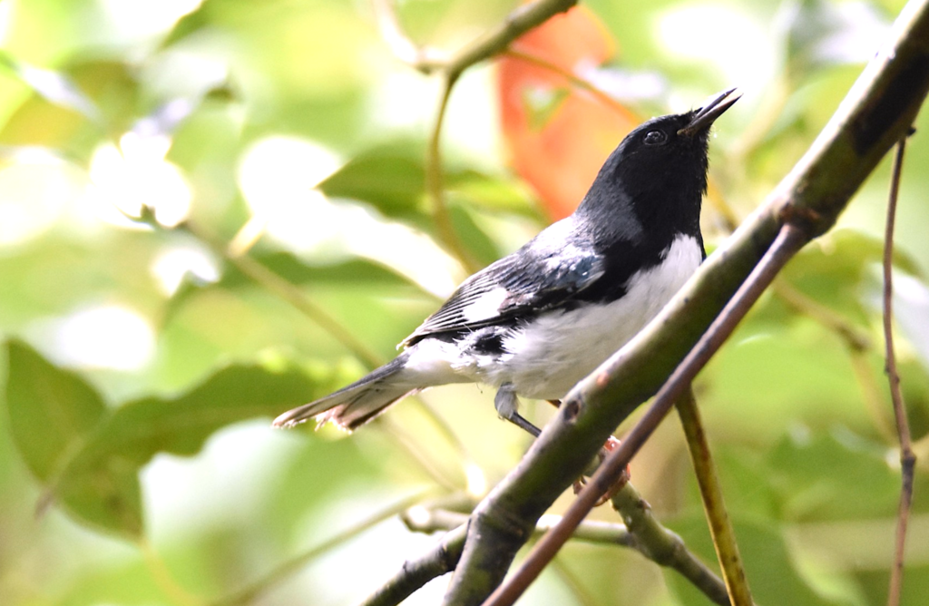 Black-throated Blue Warbler from Coral Springs, FL, USA on October 10 ...