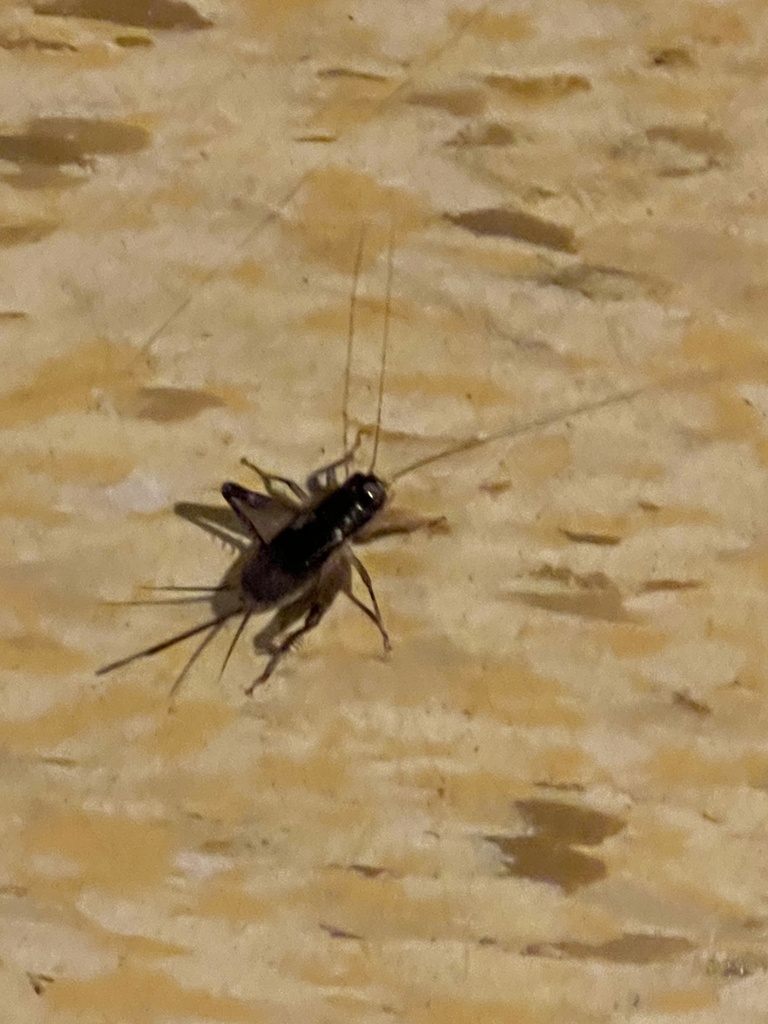 Crickets from Bookmark Pl, Montgomery, OH, US on October 10, 2024 at 09 ...