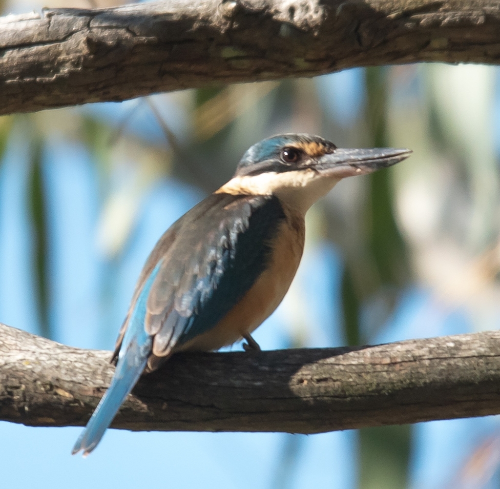 Sacred Kingfisher from Orange NSW 2800, Australia on October 10, 2024 ...